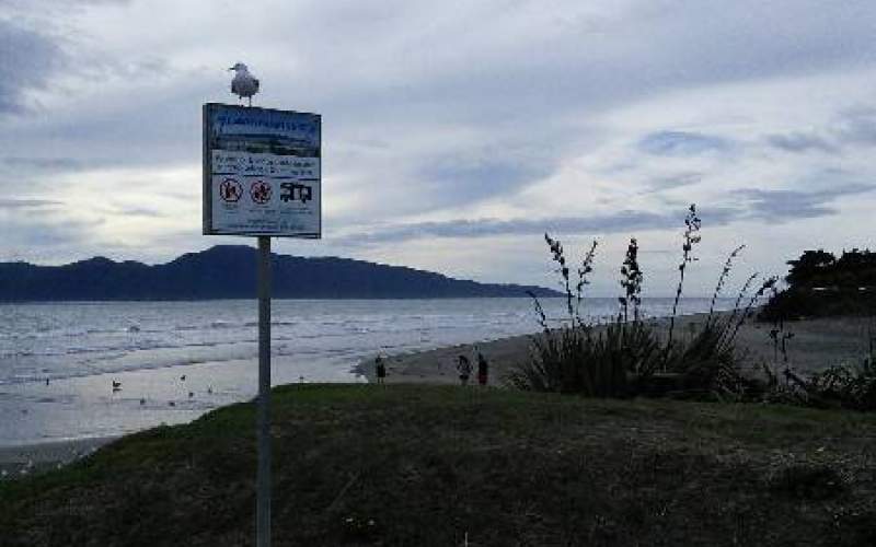 Matatua Road Car Park | Freedom/Basic Camp | New Zealand